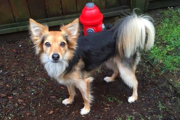 Australian Shepherd Chihuahua Mix (Aussie Chi): Facts & Pictures