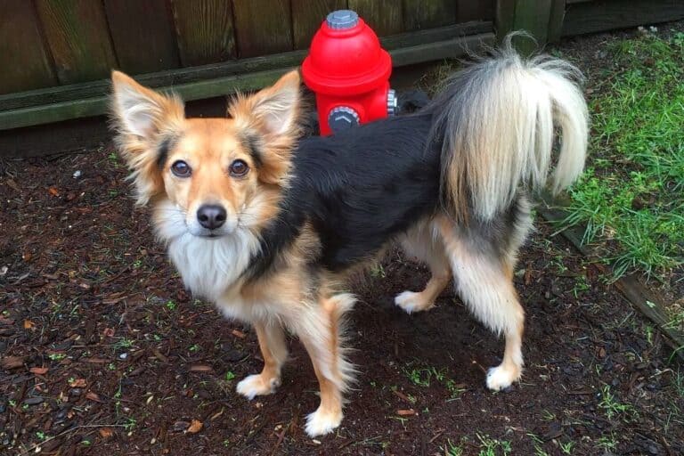 Australian Shepherd Chihuahua Mix (Aussie Chi): Facts & Pictures