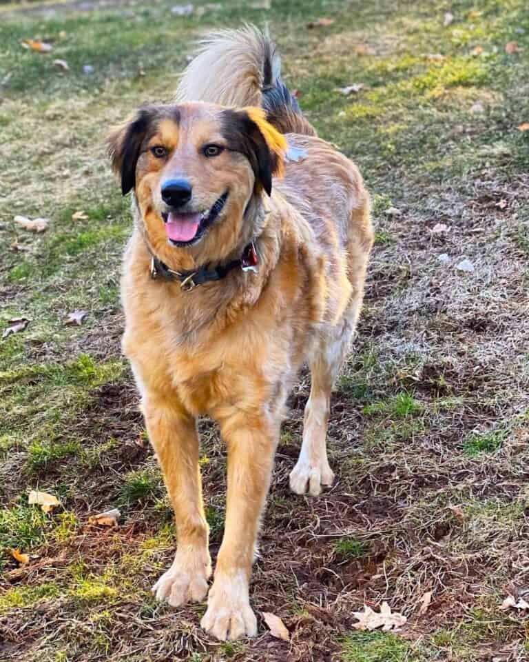 Great Pyrenees Australian Shepherd Mix (Facts & Pictures)