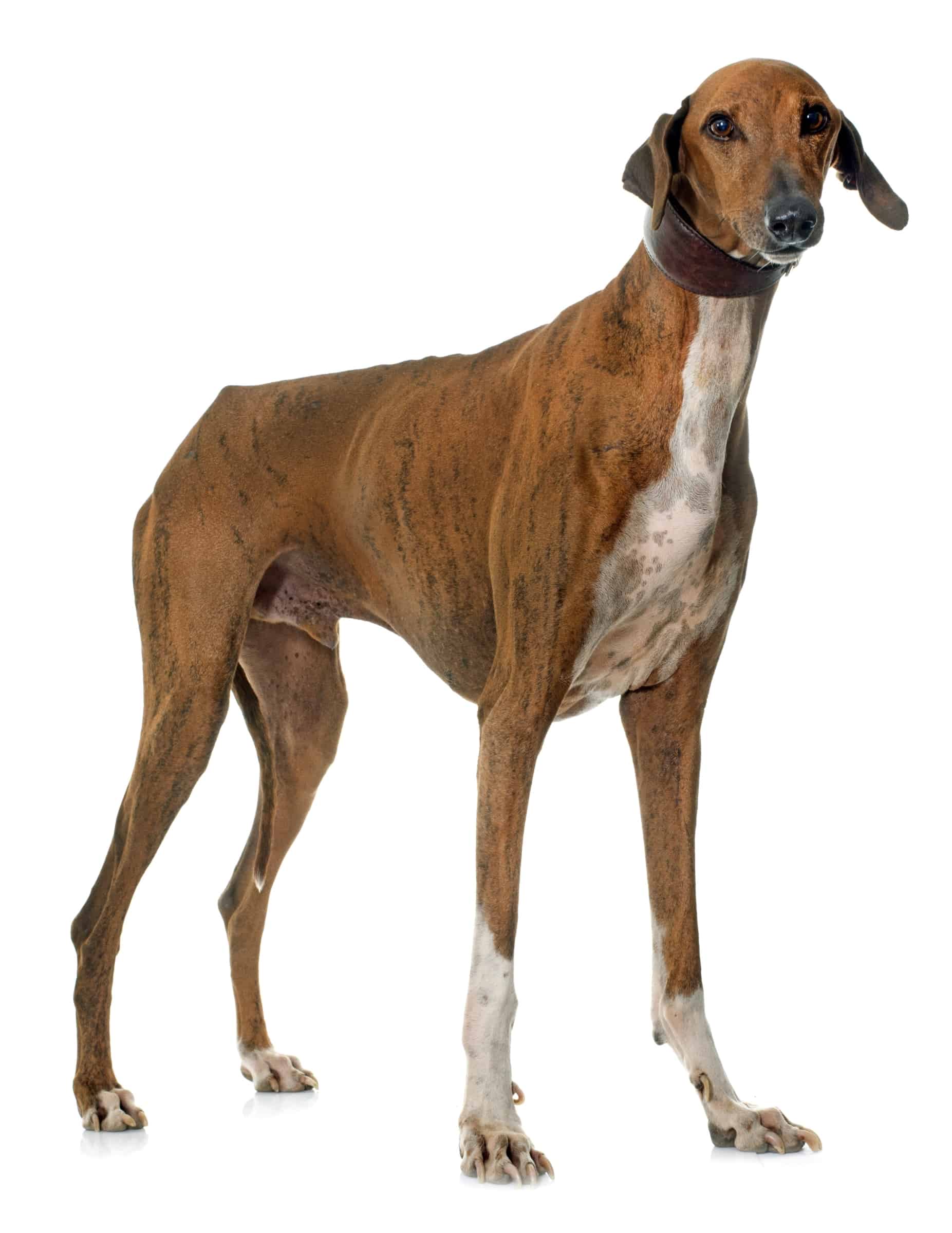 20 Best Tall Skinny Dog Breeds (With Pictures)