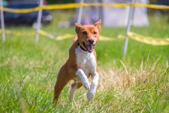How Much Does a Basenji Cost? (2025 Updated)