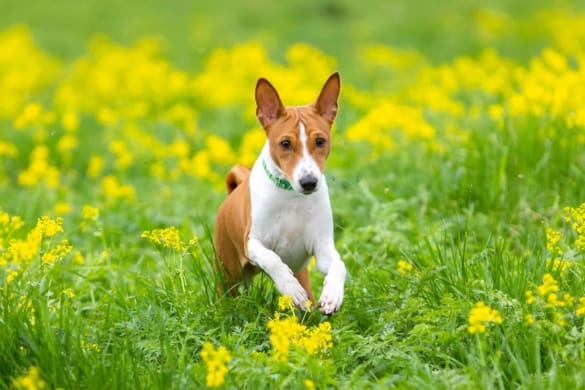 How Much Does a Basenji Cost? (2025 Updated)