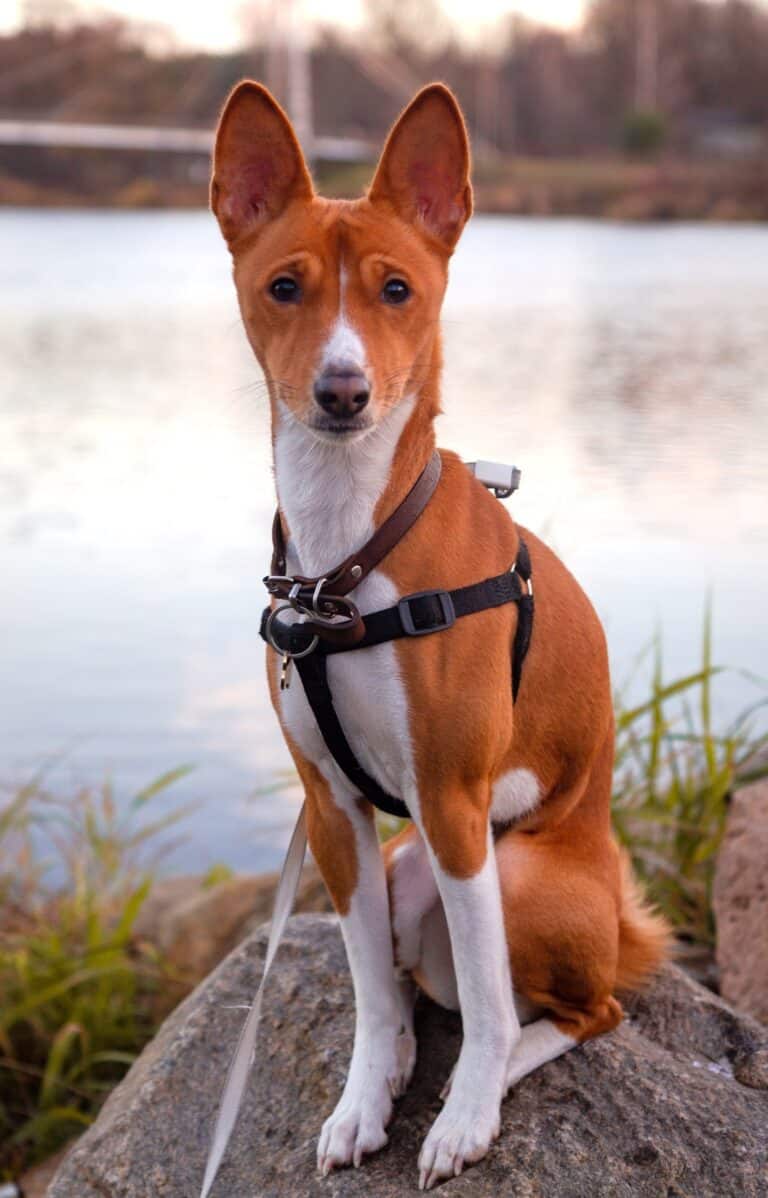 24 Small Dog Breeds With Short Hair (Low Grooming Needs)