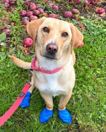 Lab Hound Mix: Breed Information, Pictures, Traits & Facts