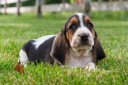 How Much Does a Basset Hound Cost? (2026 Updated)