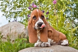 How Much Does a Basset Hound Cost? (2026 Updated)