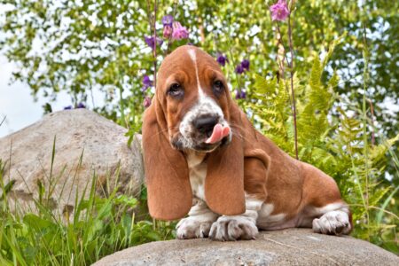 How Much Does a Basset Hound Cost? (2026 Updated)