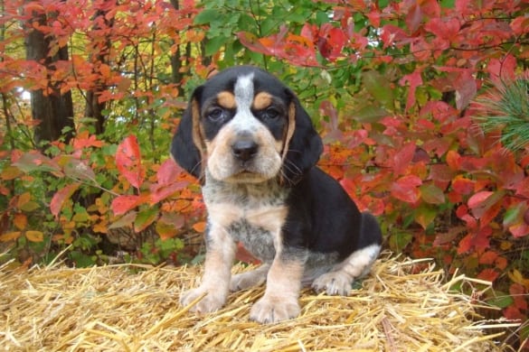 10 Best Basset Hound Breeders (2026 Updated)