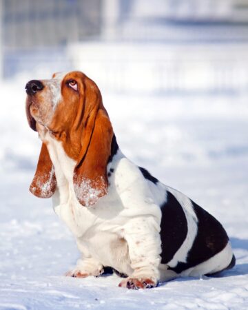 18 Long Nose Dog Breeds With Lovable Snouts (With Photos)