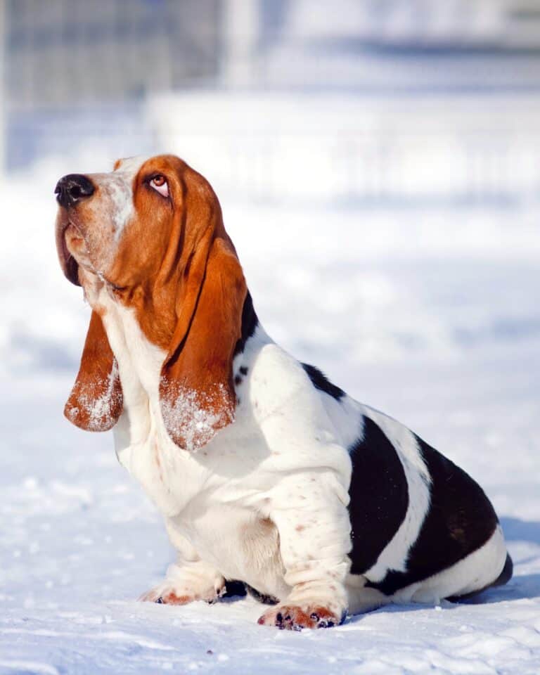 18 Long Nose Dog Breeds With Lovable Snouts (With Photos)