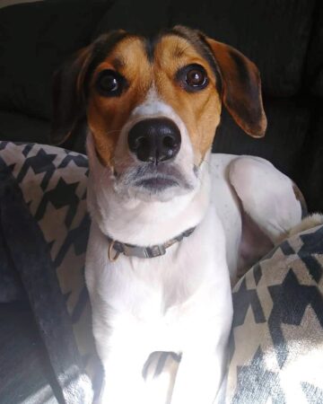 Treeing Walker Coonhound Beagle Mix Guide (With Pictures)