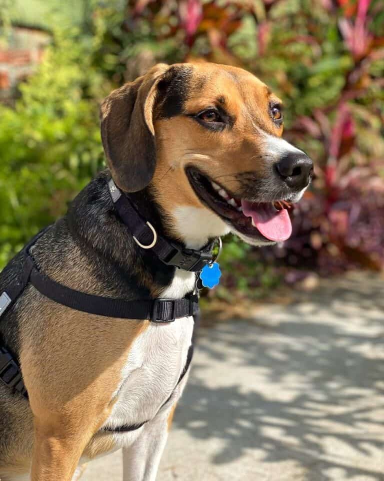 Treeing Walker Coonhound Beagle Mix Guide (With Pictures)