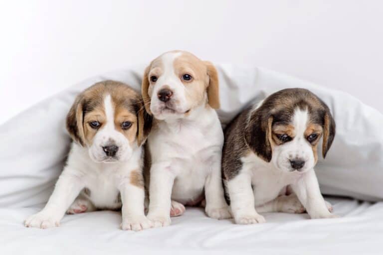 10 Best Beagle Breeders (2025 Updated) - Happy Dog Breeds