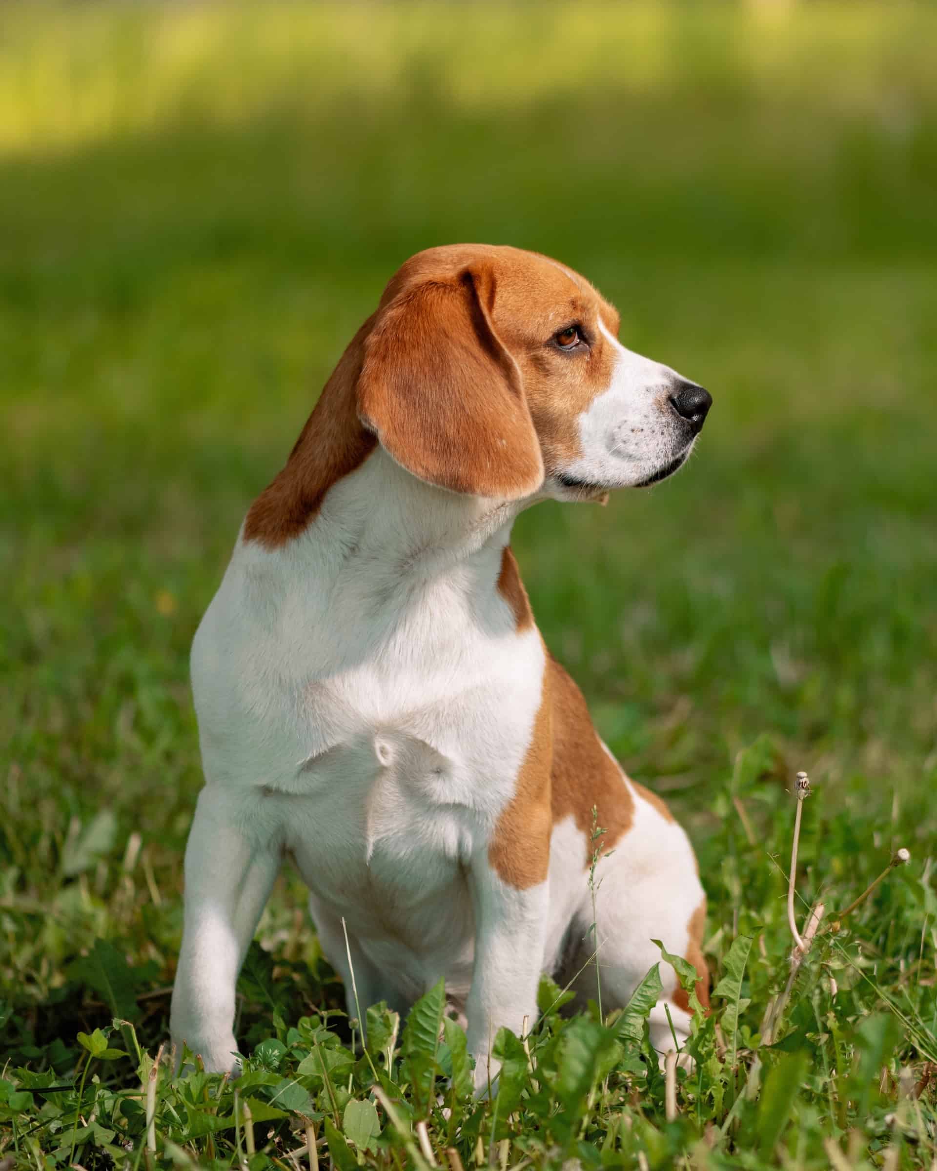 18 Long Nose Dog Breeds With Lovable Snouts (With Photos)