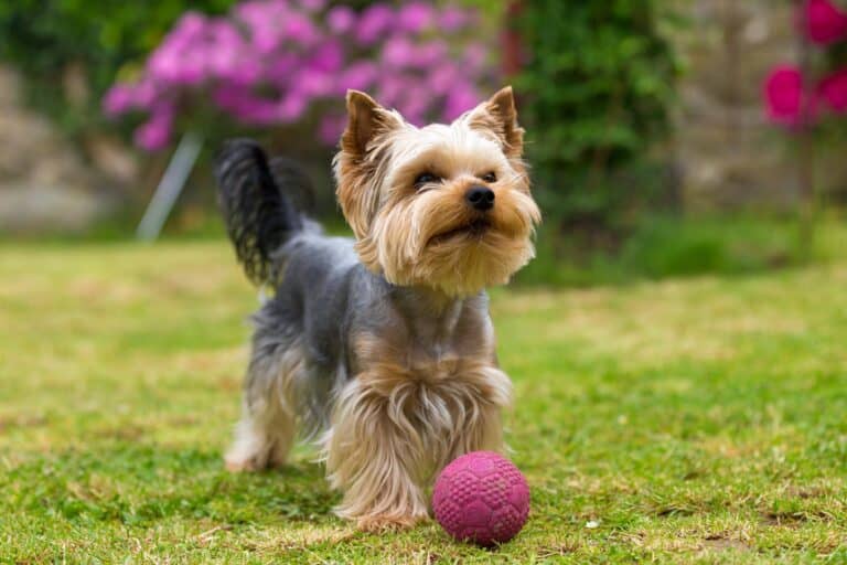 10 Best Yorkie Breeders (2024 Updated) - Happy Dog Breeds