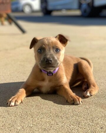 Belgian Malinois Pitbull Mix: Info, Pictures, Traits & Facts