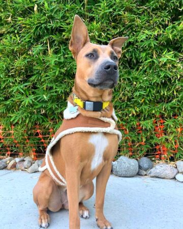 Belgian Malinois Pitbull Mix: Info, Pictures, Traits & Facts