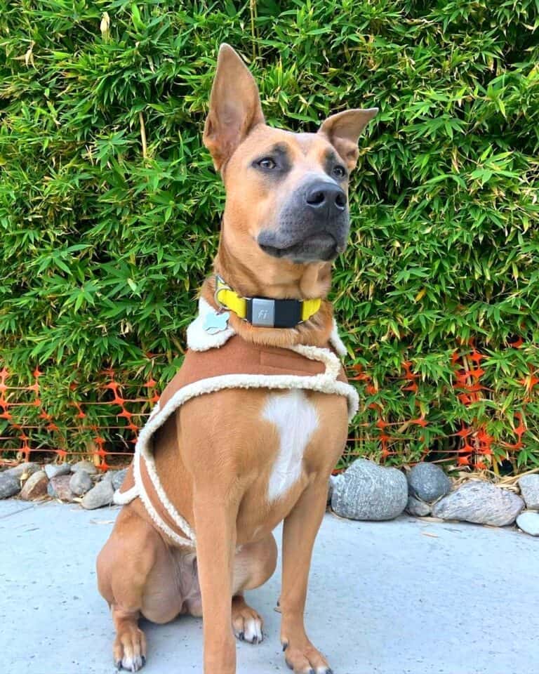 Belgian Malinois Pitbull Mix: Info, Pictures, Traits & Facts