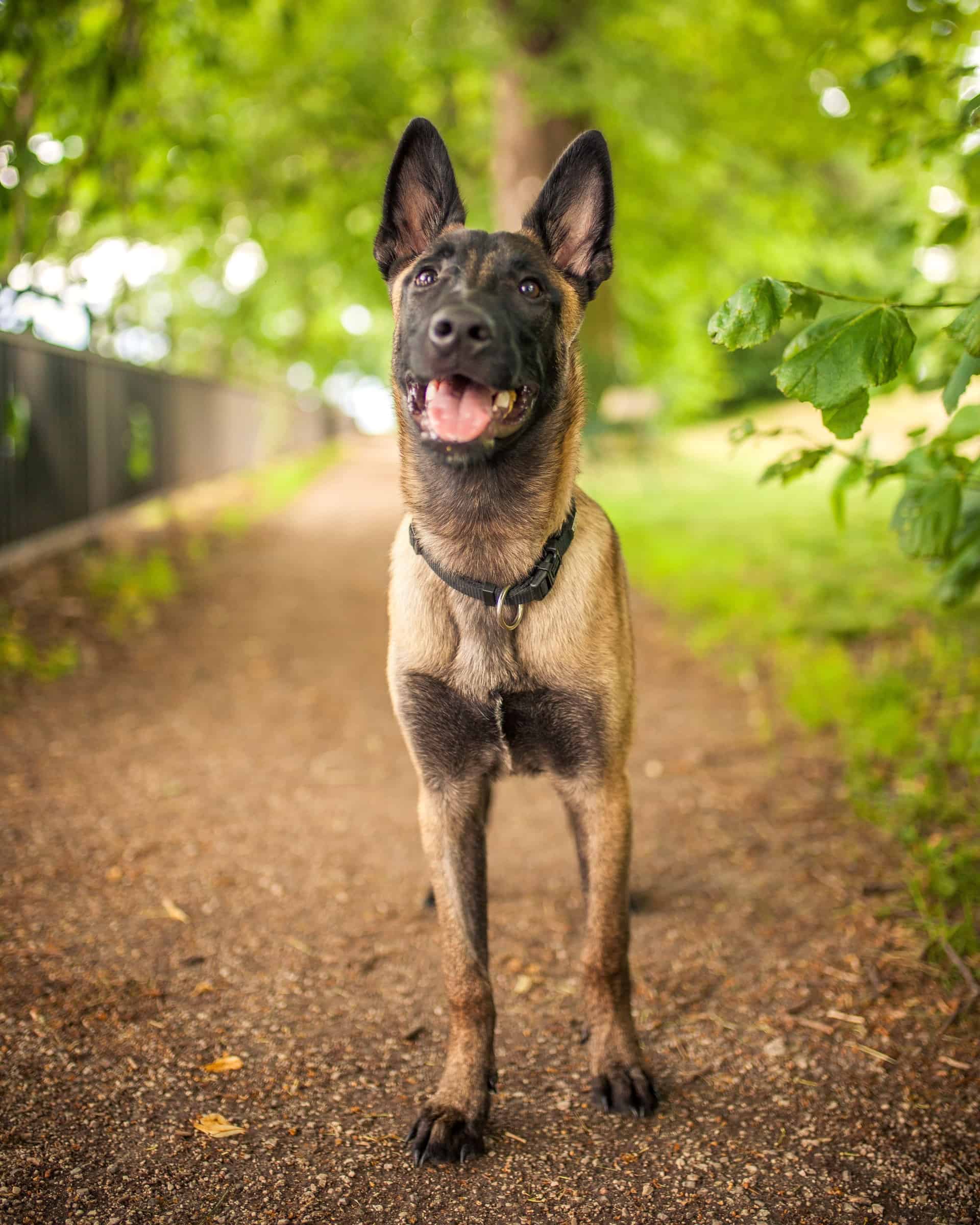 12 Belgian Malinois Colors & Markings (With Pictures)