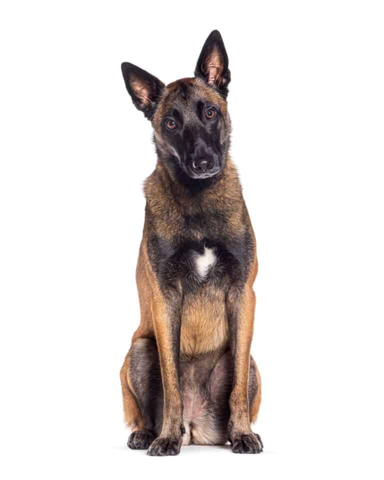 12 Belgian Malinois Colors & Markings (With Pictures)