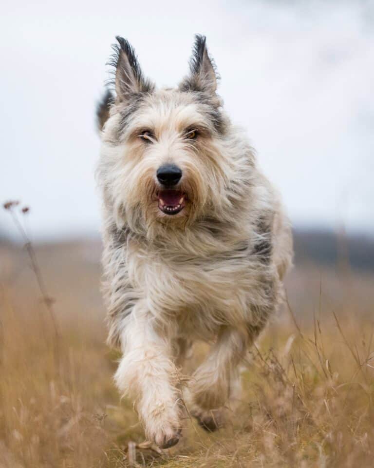 35 Adorable Dog Breeds With Pointy Ears (With Pictures)