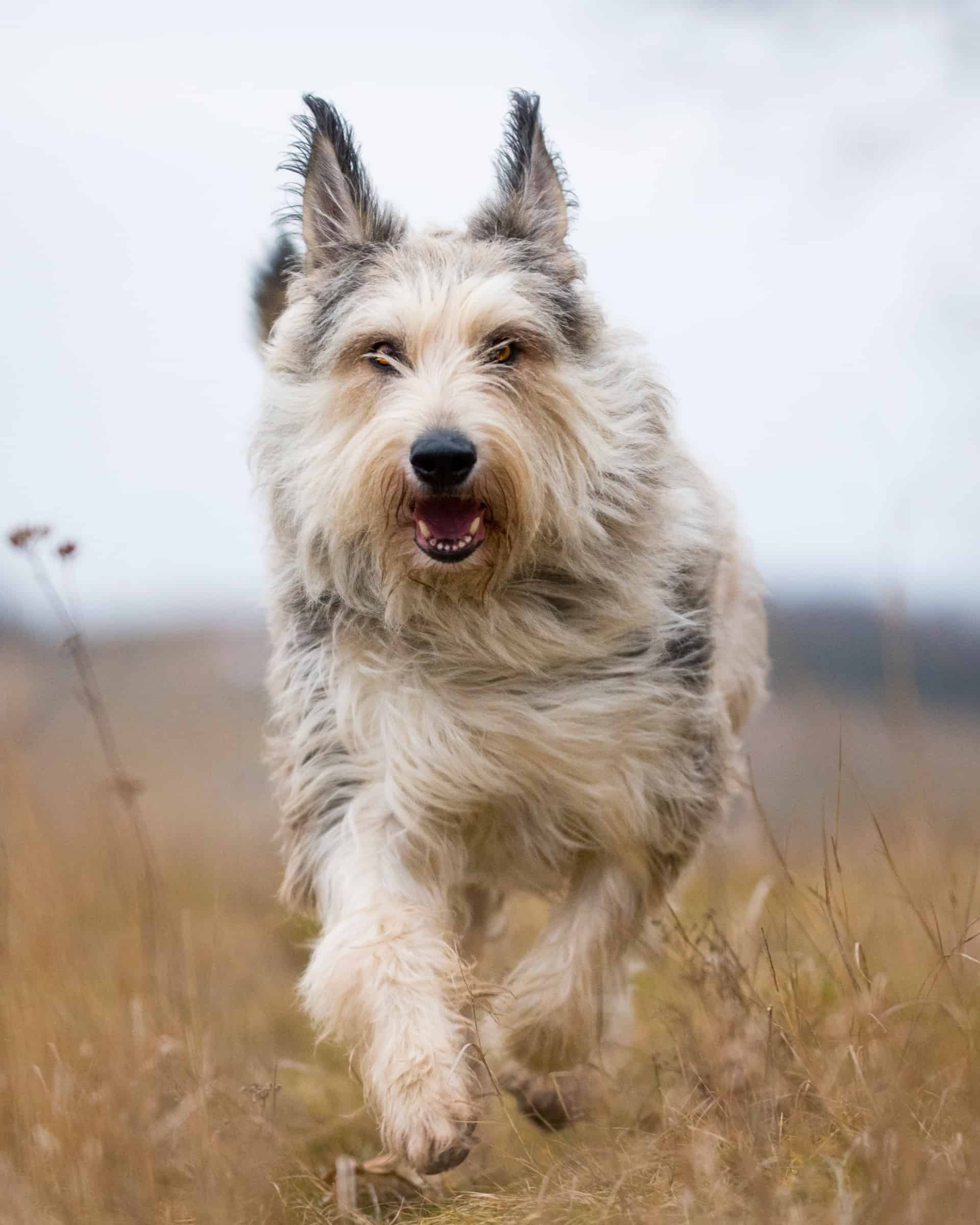 35 Adorable Dog Breeds With Pointy Ears (With Pictures)