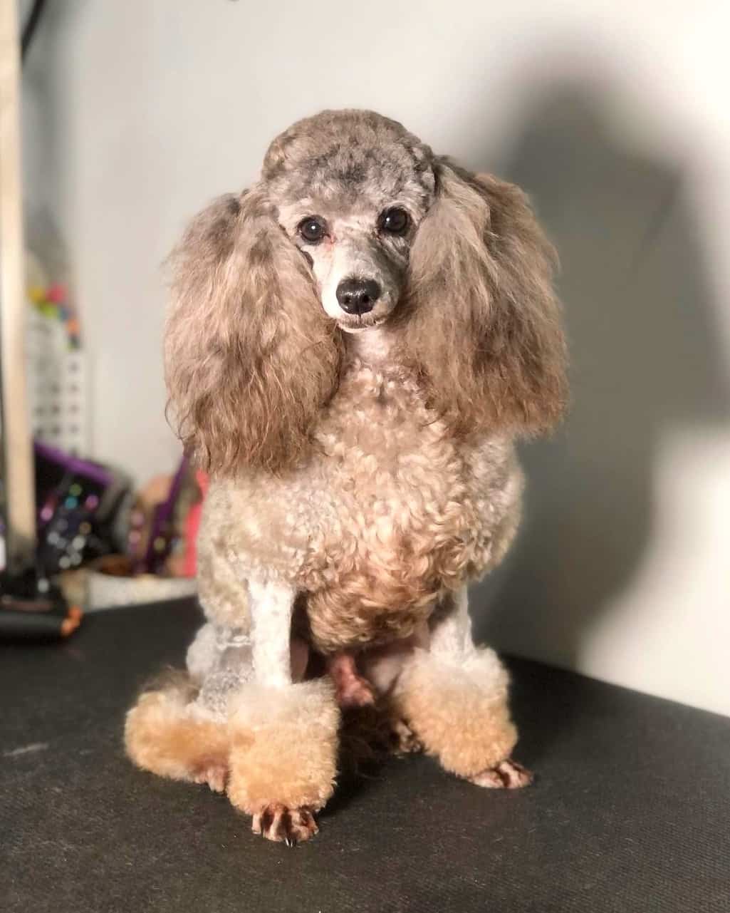 8 Best Bernedoodle Haircuts With Pictures! (2025 Updated)