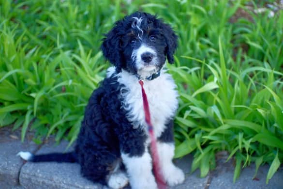 8 Best Bernedoodle Haircuts With Pictures! (2025 Updated)