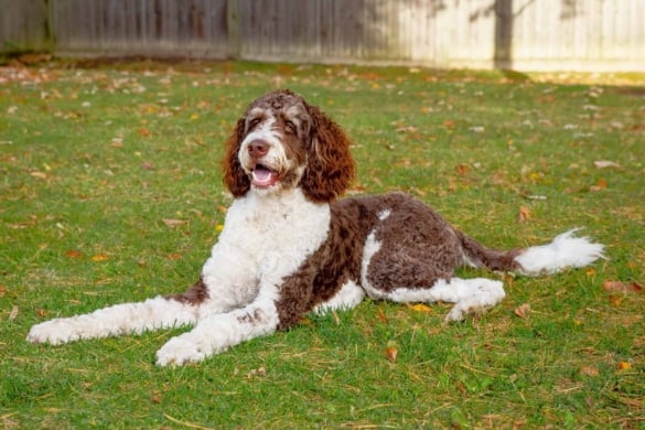 16 Best Cavapoo Haircuts With Pictures! (2025 Updated)