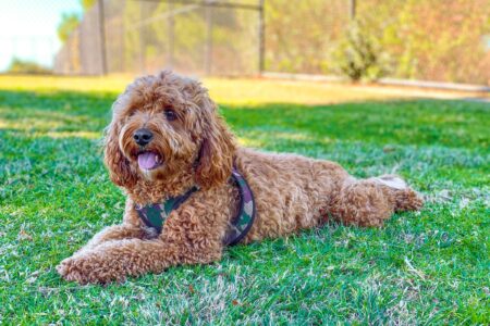 16 Best Cavapoo Haircuts With Pictures! (2026 Updated)