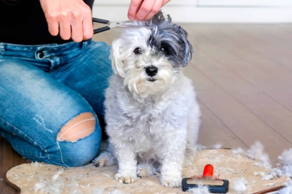 14 Best Cockapoo Haircuts With Pictures! (2025 Updated)