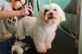 51 Best Maltese Haircuts With Pictures! (2025 Updated)