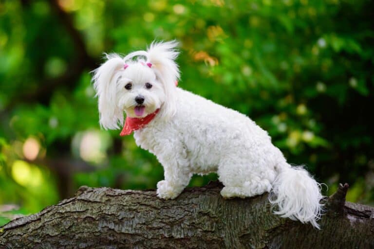 9 Best Maltipoo Haircuts With Pictures! (2025 Updated)