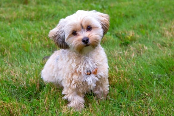 16 Best Cavapoo Haircuts With Pictures! (2025 Updated)