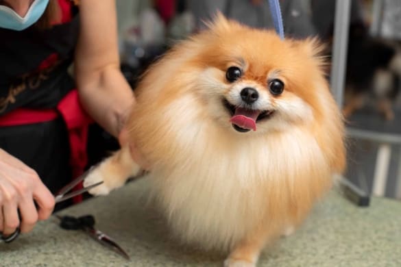 14 Best Cockapoo Haircuts With Pictures! (2025 Updated)