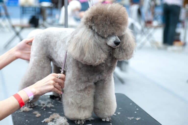 43 Best Poodle Haircuts With Pictures! (2025 Updated)