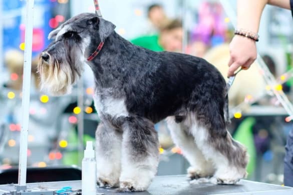 16 Best Cavapoo Haircuts With Pictures! (2025 Updated)
