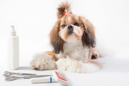 28 Best Shih Tzu Haircuts With Pictures! (2025 Updated)