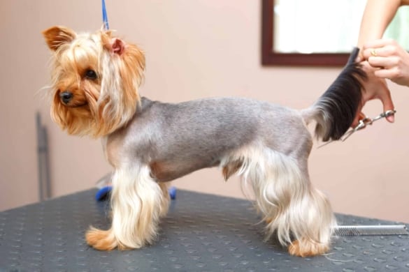 88 Best Yorkie Haircuts With Pictures! (2025 Updated)