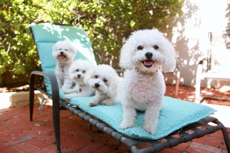 10 Best Bichon Frise Breeders (2025 Updated)