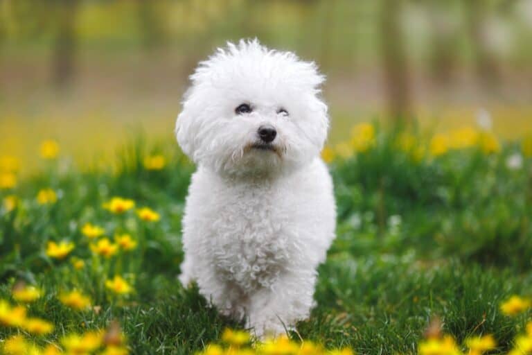 10 Best Bichon Frise Breeders (2025 Updated)