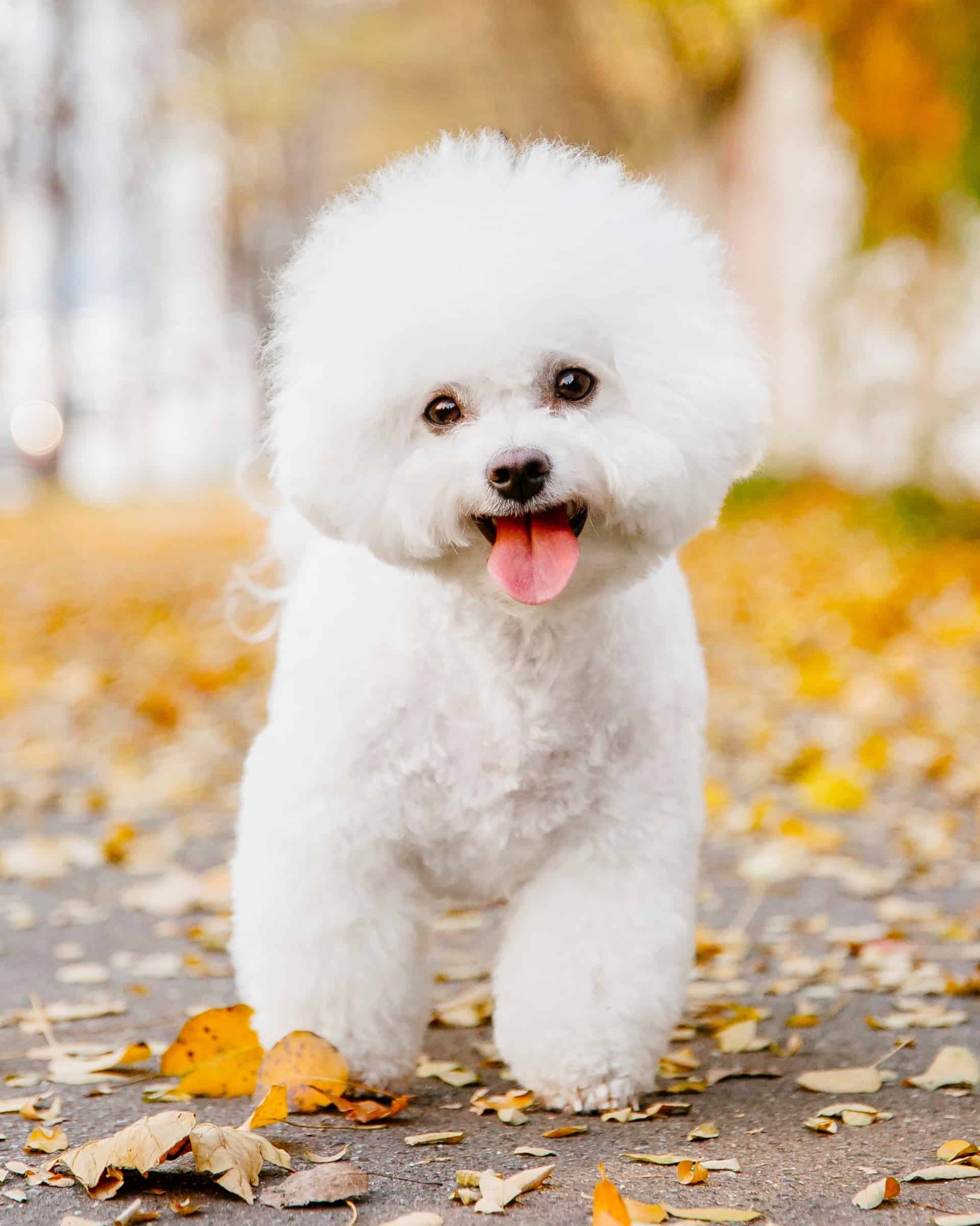 16 Small Dog Breeds With Long Hair (With Pictures)