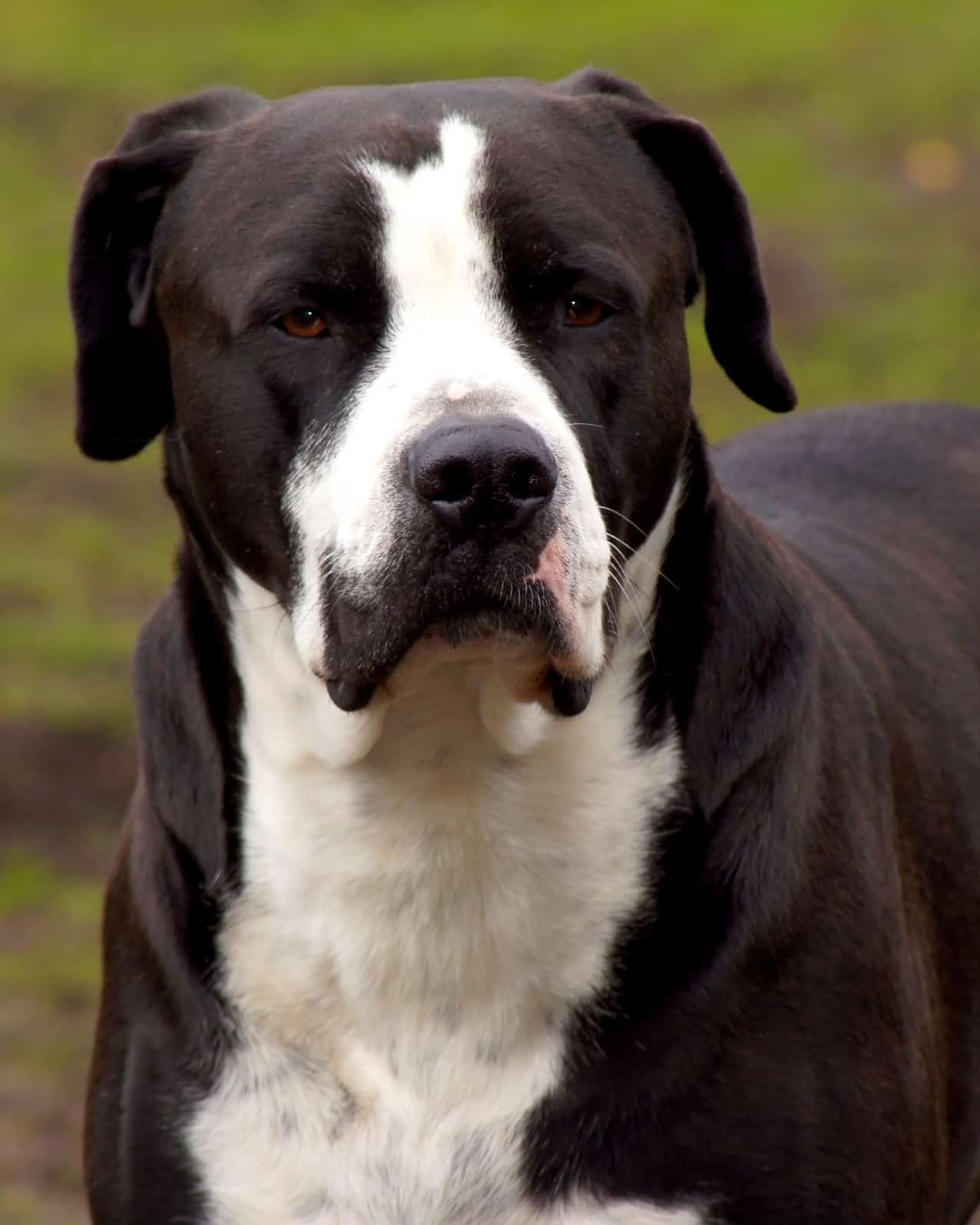 16 American Bulldog Colors & Markings (With Pictures)