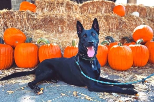 Miniature Labrador: An Ultimate Guide to the Mini Labrador