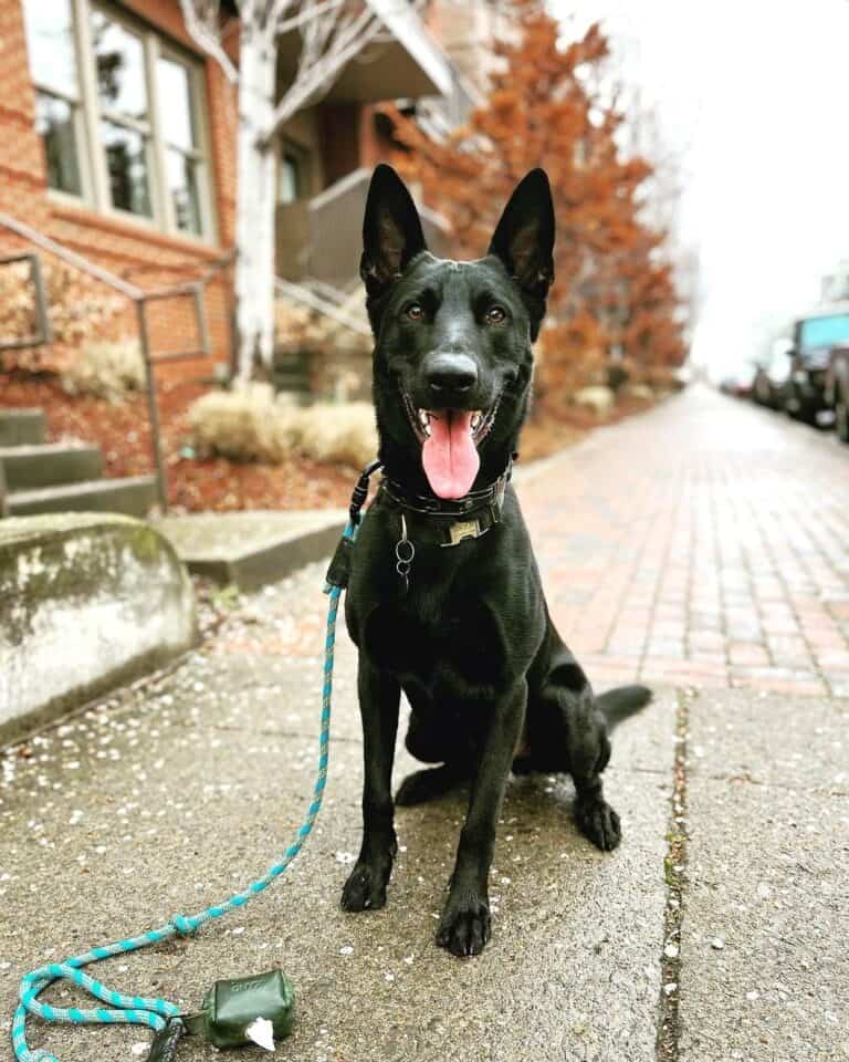 Black Belgian Malinois: Dog Breed Profile, Pictures & Facts