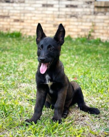 Black Belgian Malinois: Dog Breed Profile, Pictures & Facts