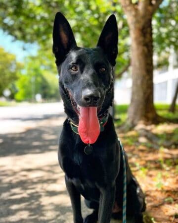 Black Belgian Malinois: Dog Breed Profile, Pictures & Facts