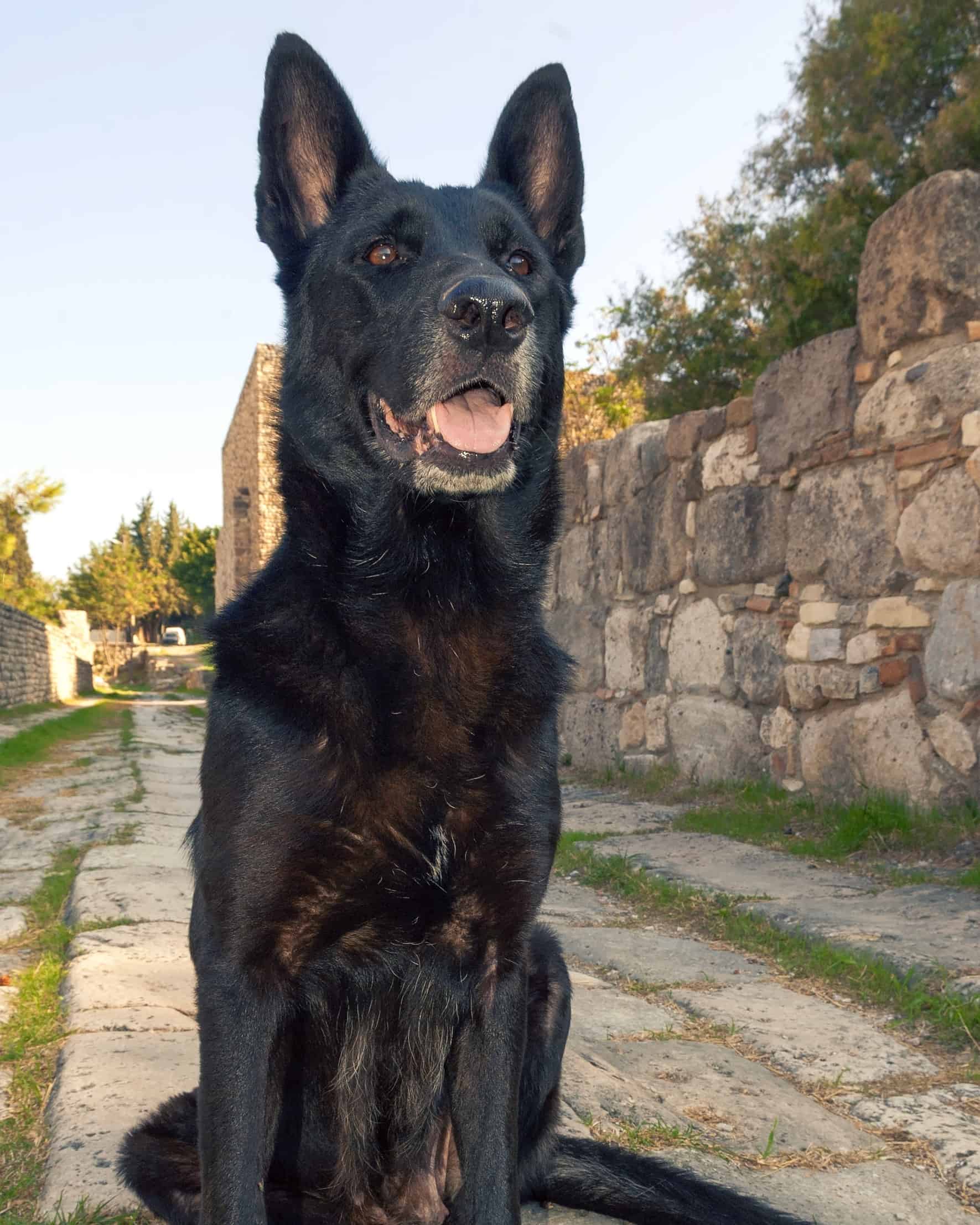 12 Belgian Malinois Colors & Markings (With Pictures)