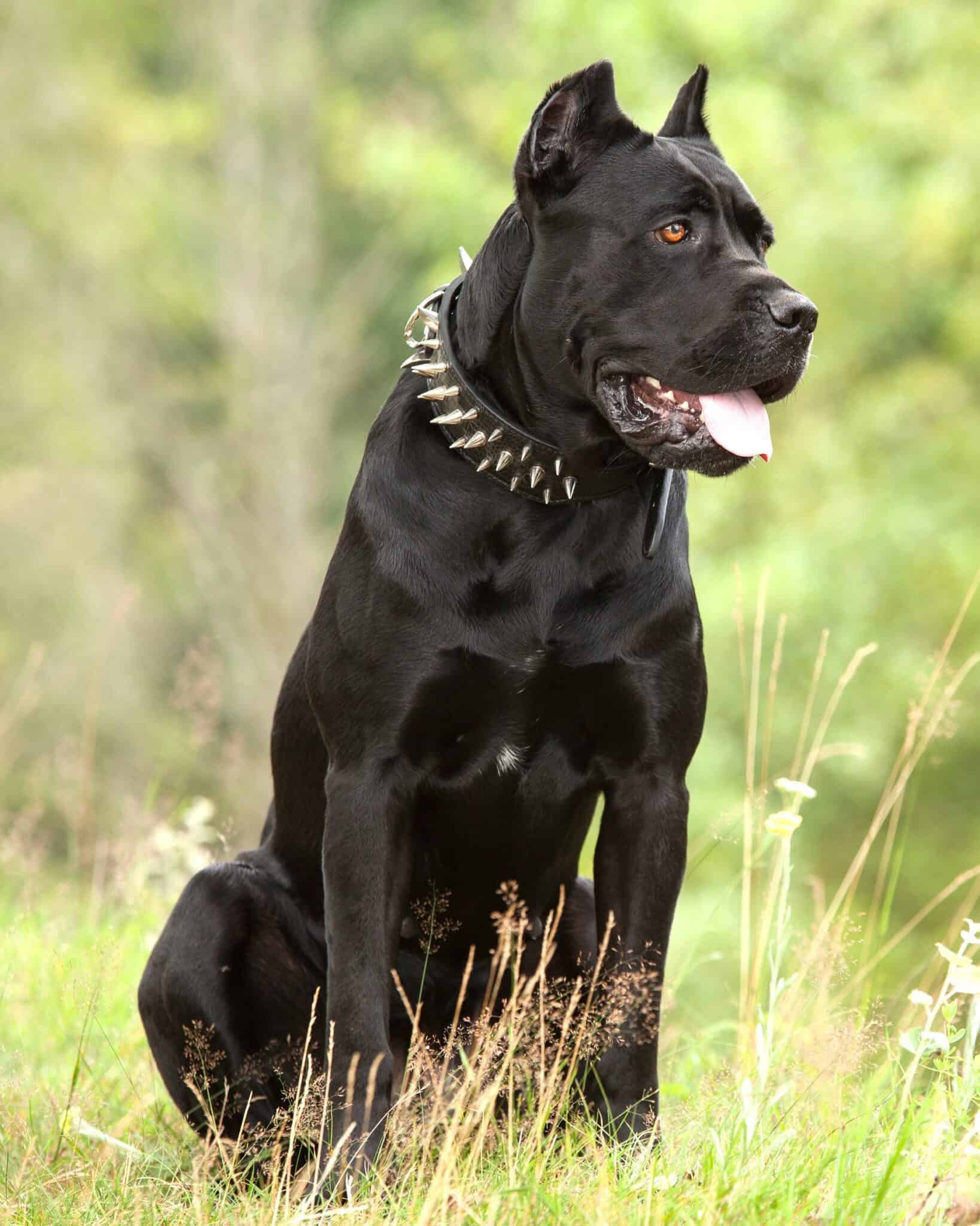 11 Cane Corso Colors and Markings (With Pictures)
