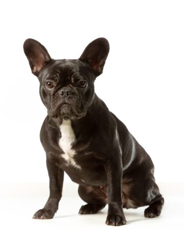 18 English Bulldog Colors & Markings (With Pictures)